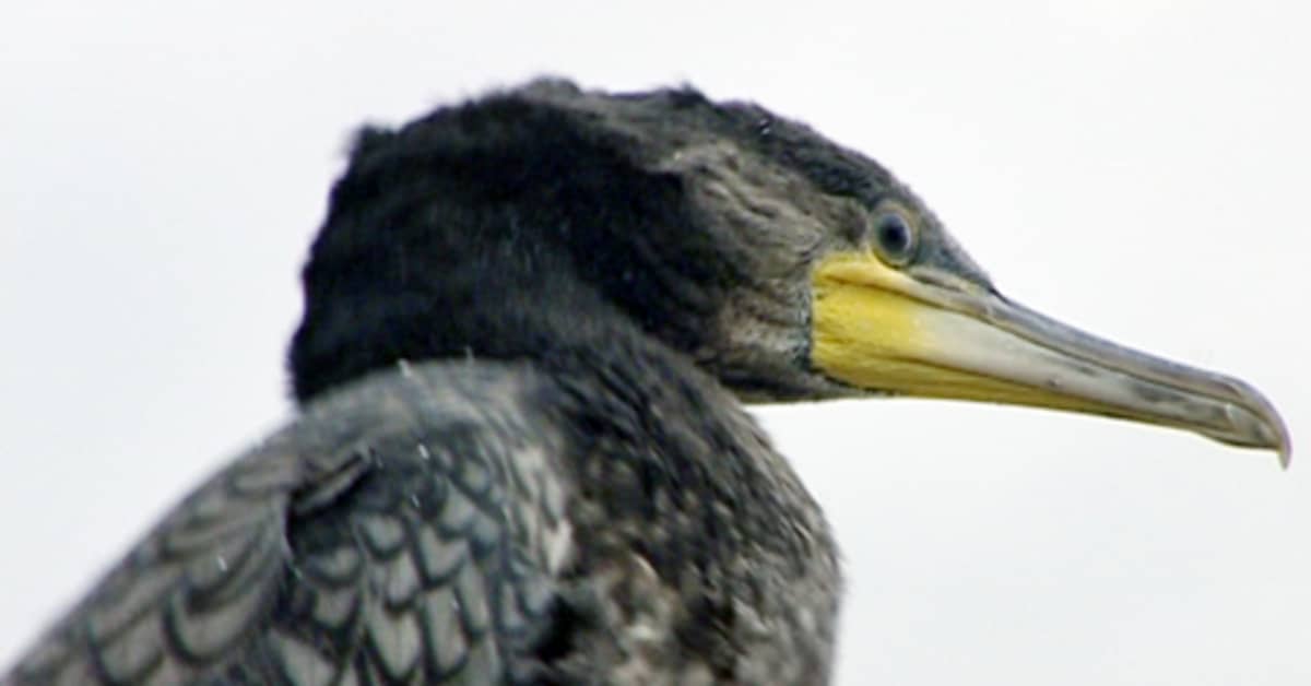 Merimetso on varsinainen terveyspoliisi | Yle