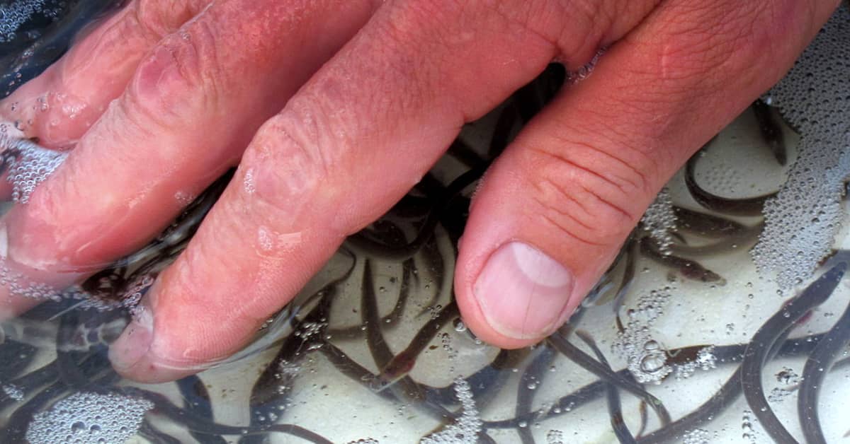 Ankerias menestyy erinomaisesti Hämeen rehevissä vesissä | Yle