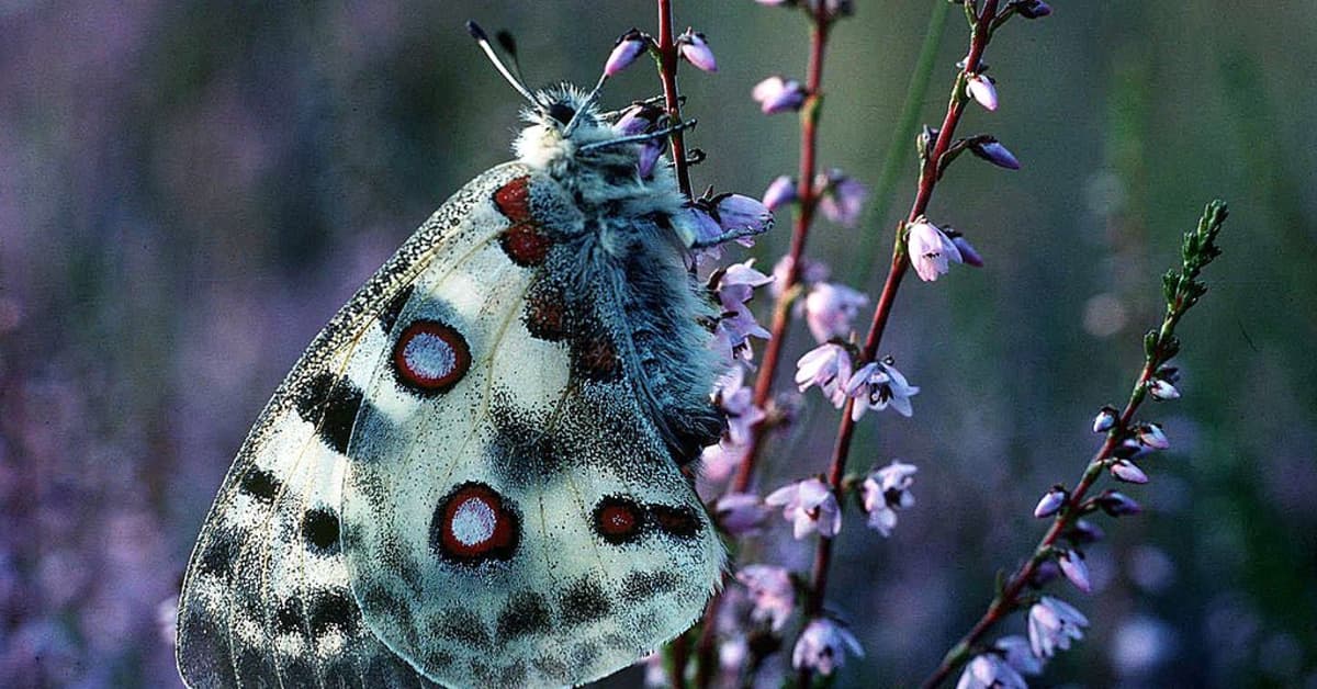 Oletko nähnyt apolloperhosen, merikotkan tai seljakämmekän ...