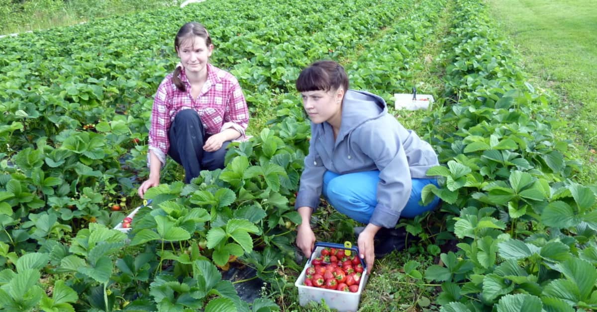 Southern Europeans eye Finnish strawberry fields | Yle