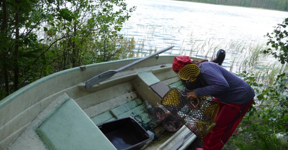 Crayfish season begins | Yle