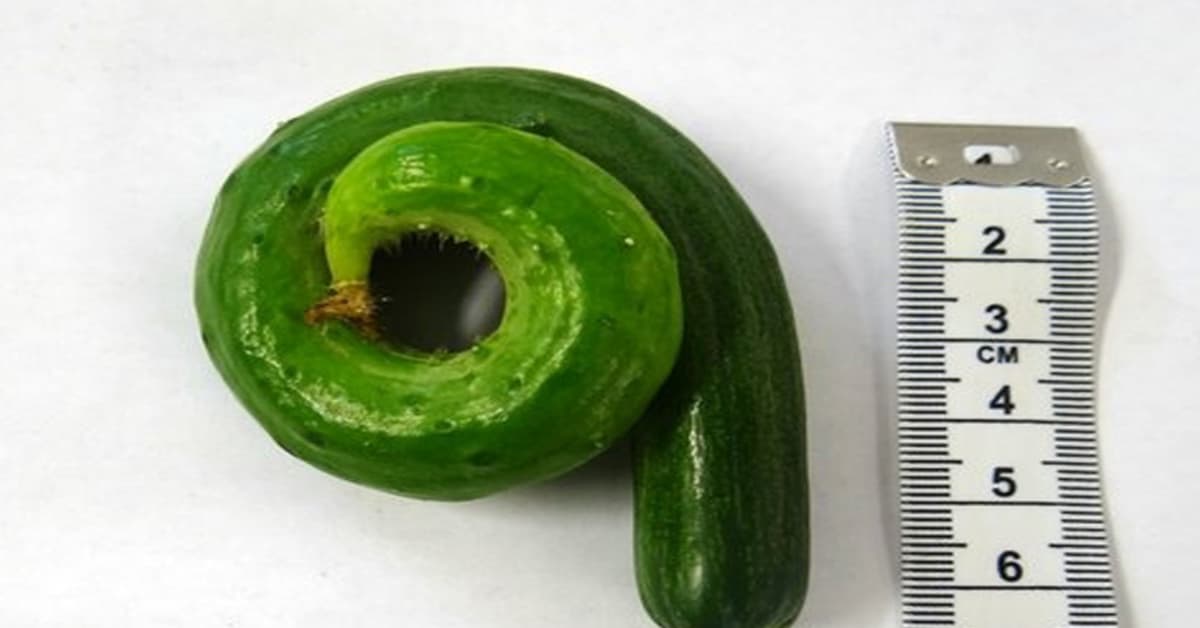 Kannonkoskella kasvoi kurkku kuin käärme | Yle