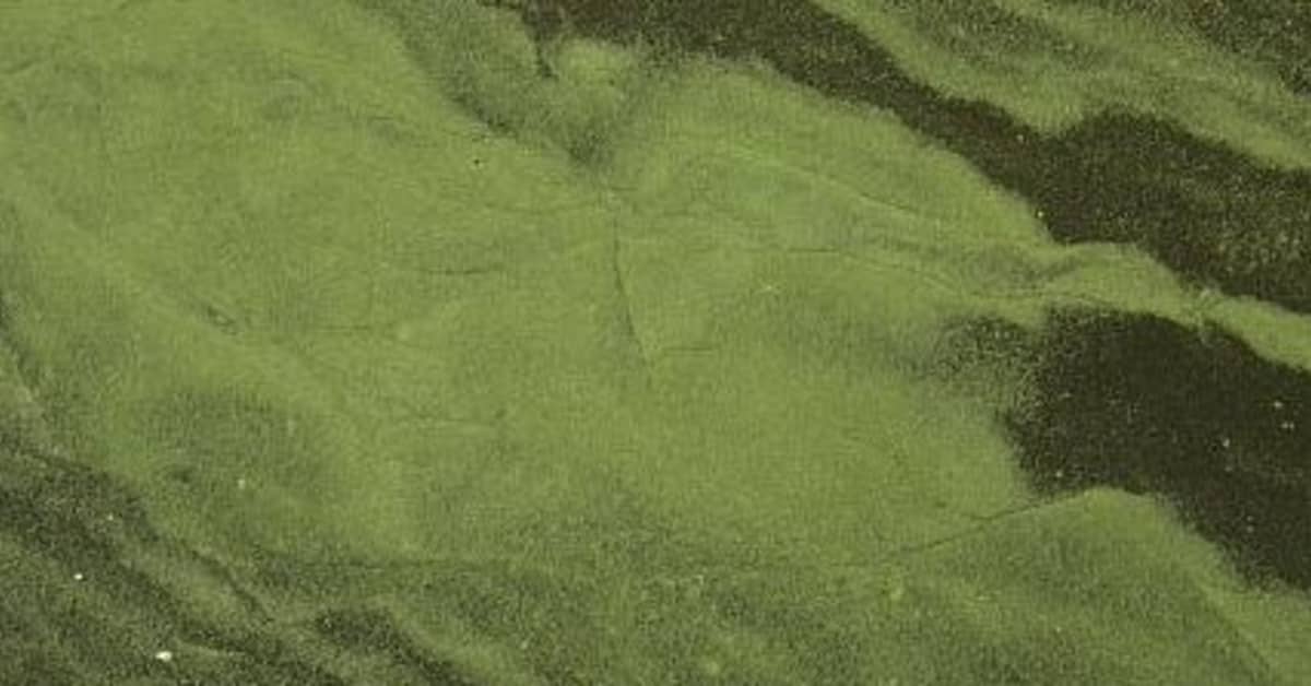 Algae on increase after warm weather | Yle