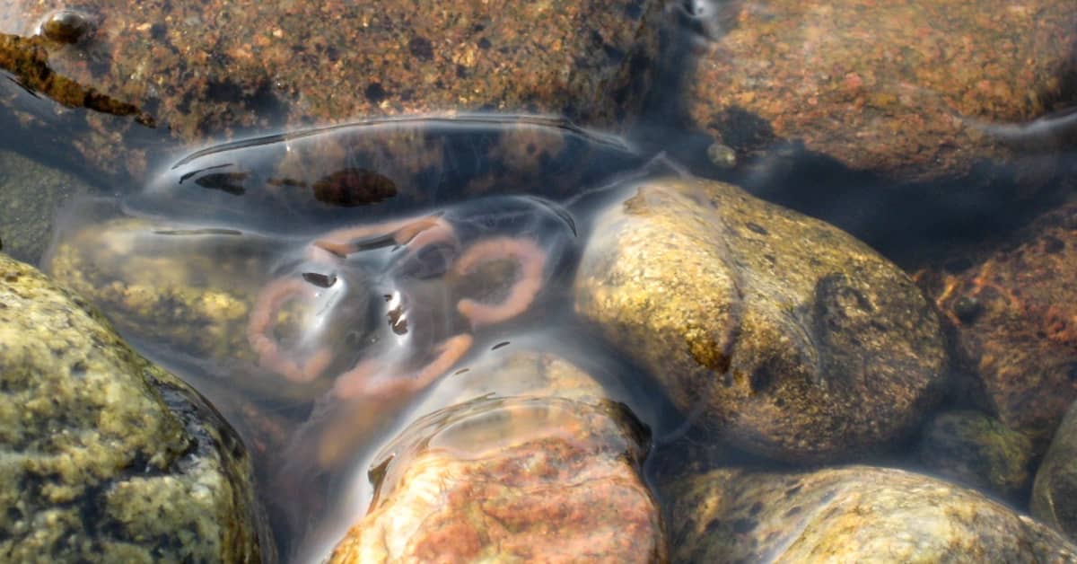 Yhä useampi uimari törmää meduusaan | Yle