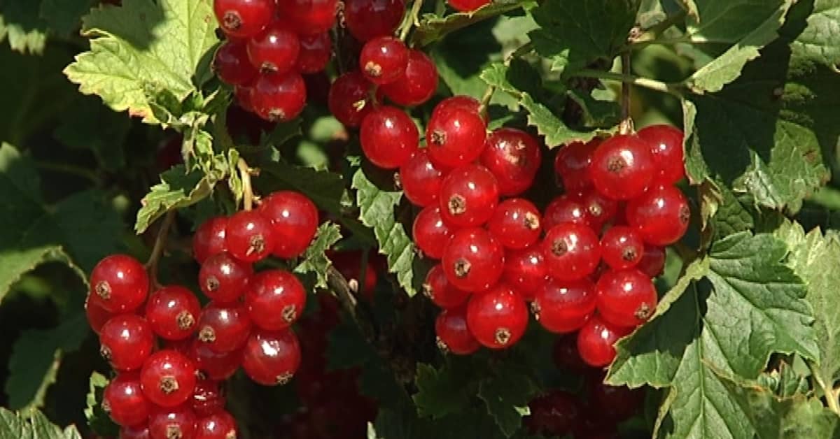 Uusi punainen viinimarja onkin makea | Yle