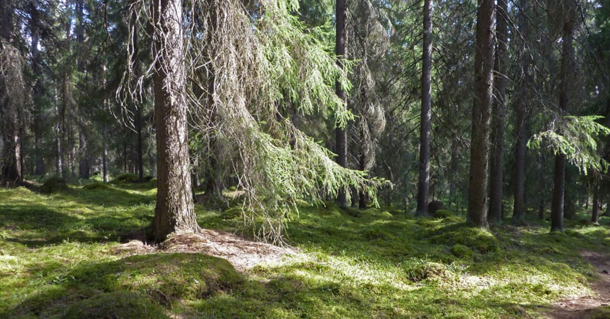 Kumpi oli ensin: kuusi vai kuusi? | Yle