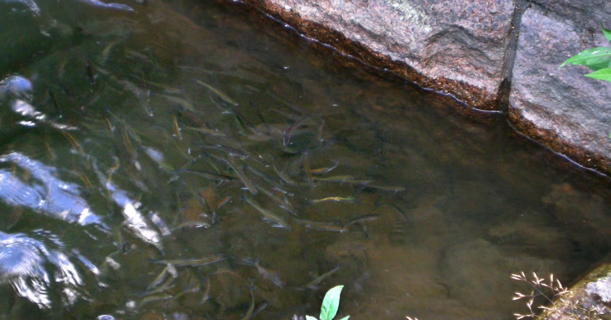 Pikkukala pärjää pienessäkin purossa | Yle