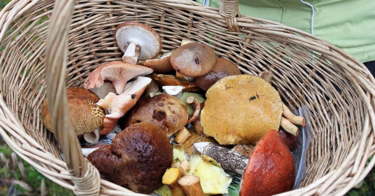 Sieni-inhon rihmastot ovat kotona | Yle