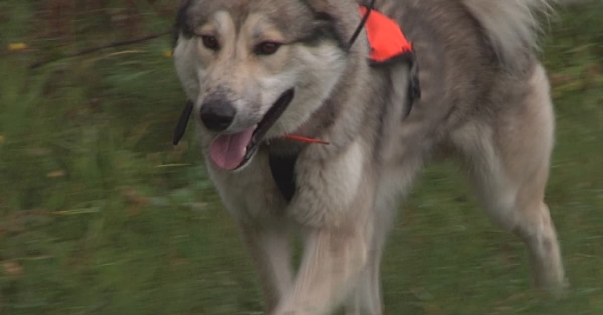 Vain harva koira uskaltaa haukkua karhua | Yle