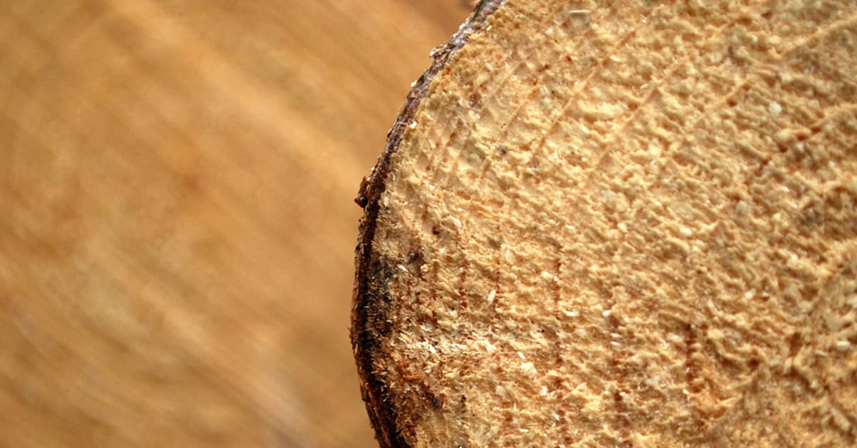 Liperi ei aio käräjöidä puukartellista | Yle