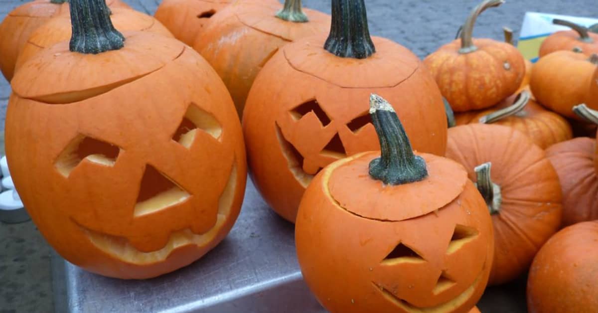 Halloween bonanza for Finnish pumpkin farmers | Yle
