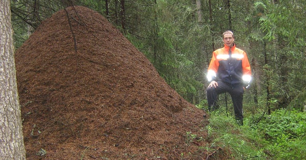 Mahtavin muurahaiskeko Kruunupyyssä | Yle