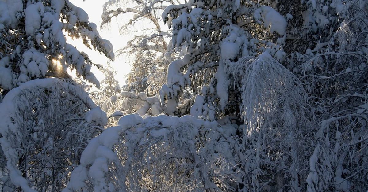 Ensimmäiset kovat pakkaset saapuivat Lappiin | Yle