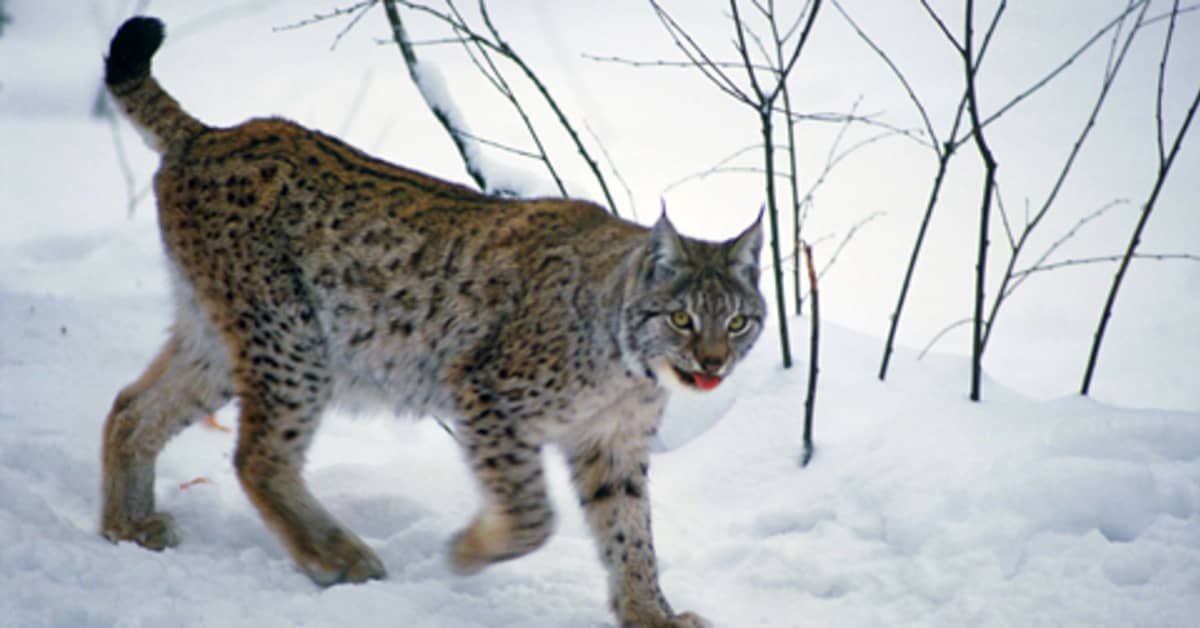 Lynxes Seeking Prey Closer to Human Habitation | Yle