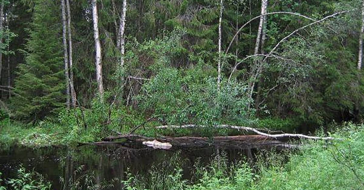 Kalimenojan kunnostamista suunnitellaan | Yle