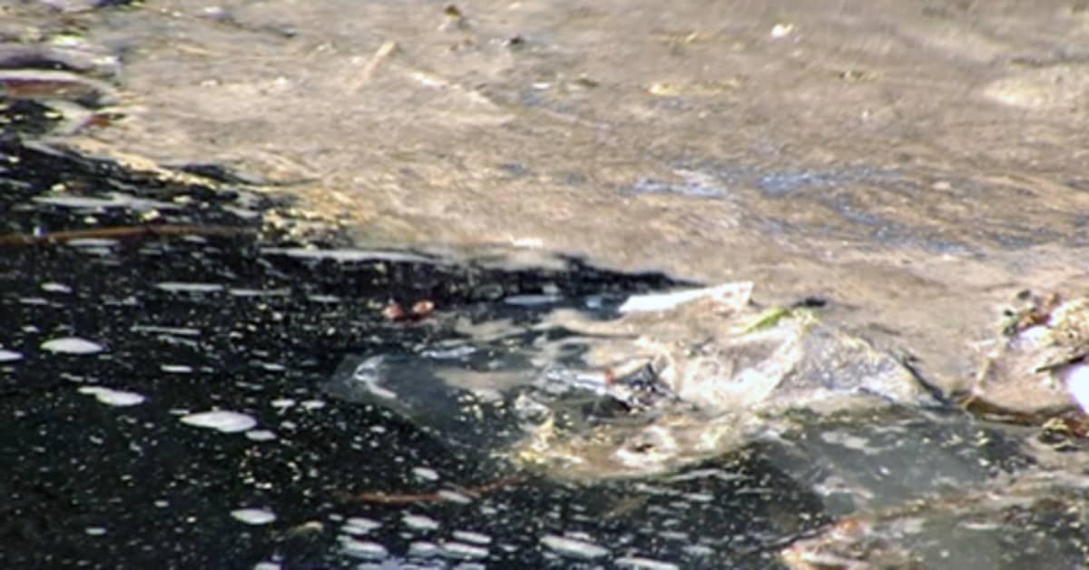 Maailman saastunein meri | Yle