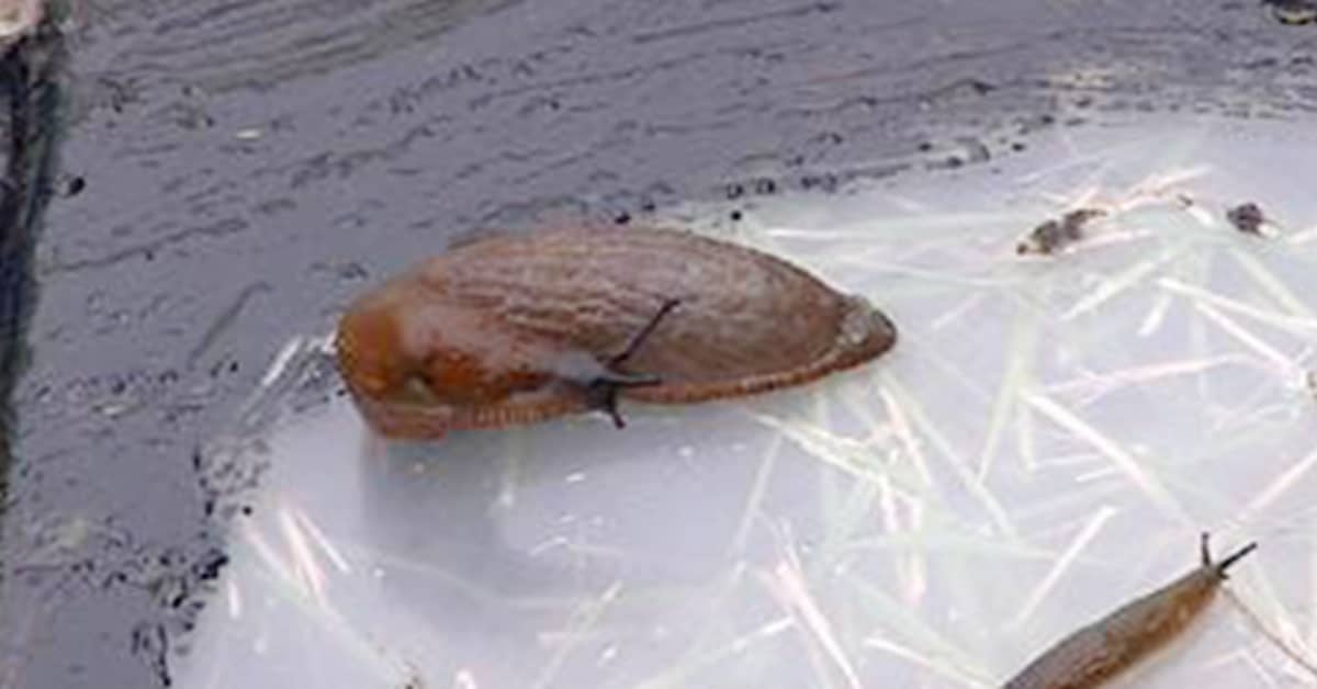Riihimäki braces for slug invasion | Yle