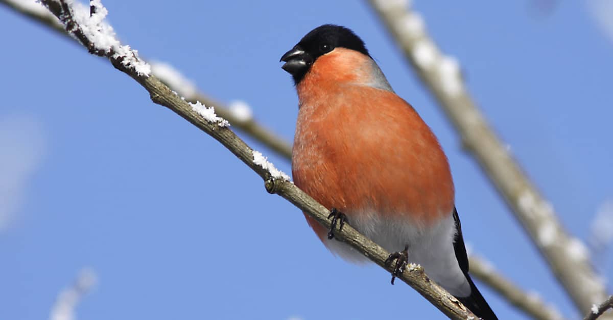 Pikkulinnut nyt pakkasen ja ihmisen armoilla | Yle