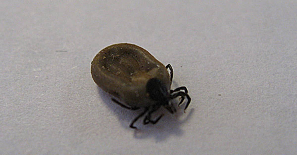 Punkki Täikön saaresta | Yle