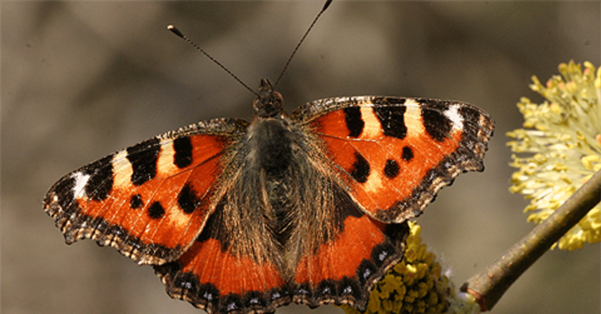First Butterflies Awaken To Spring | Yle