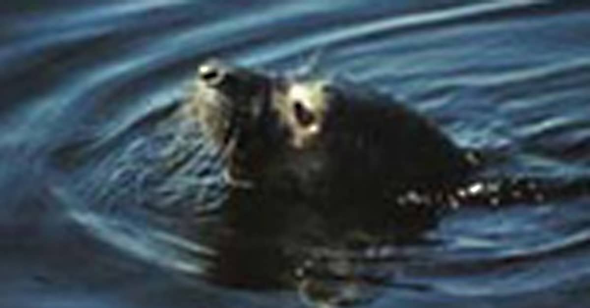 Norppakannat lasketaan | Yle