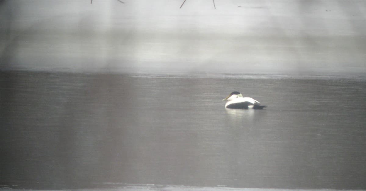 Haahka havaittu Jyväskylässä | Yle