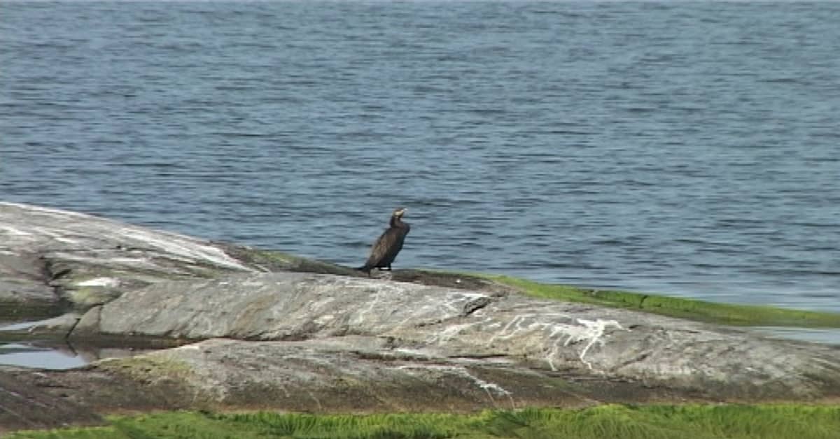 BirdLife: merimetso ei ole vieraslaji | Yle
