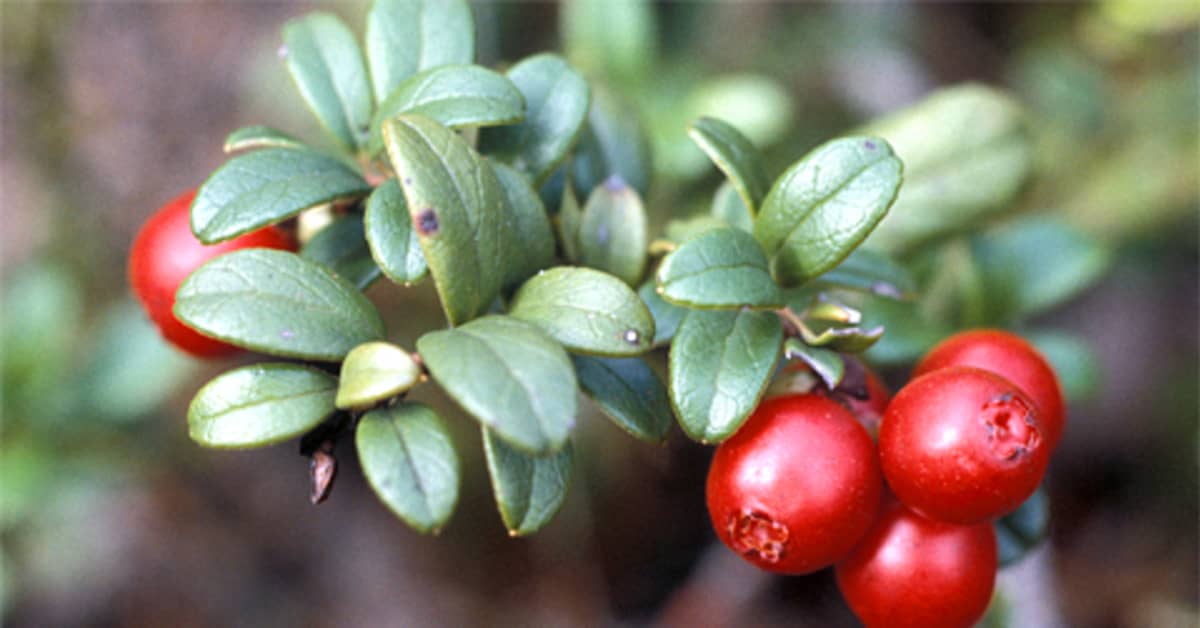 Metsämarjojen viljelyn kannattavuutta kokeillaan | Yle