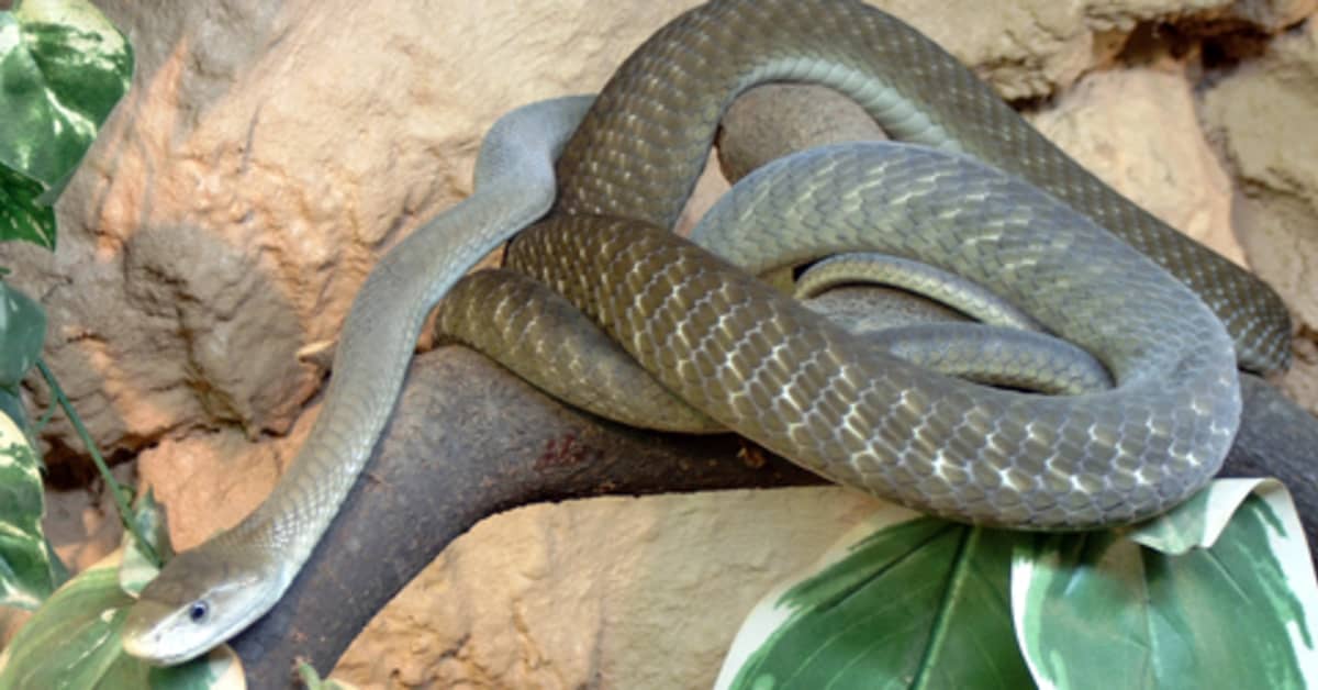 Vallilan mustamamba odottaa perheenlisäystä | Yle