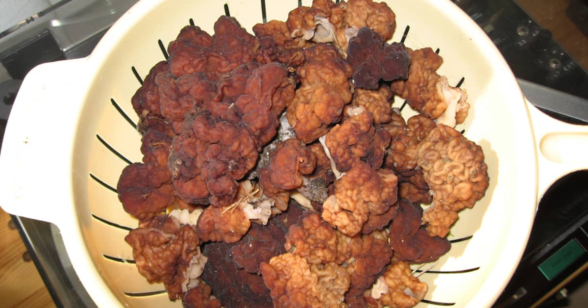 Korvasieni on herkuttelijan viettelevä vaara | Yle