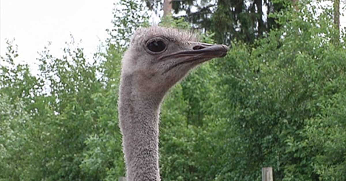 Vielä yksi strutsi palasi kotiin | Yle