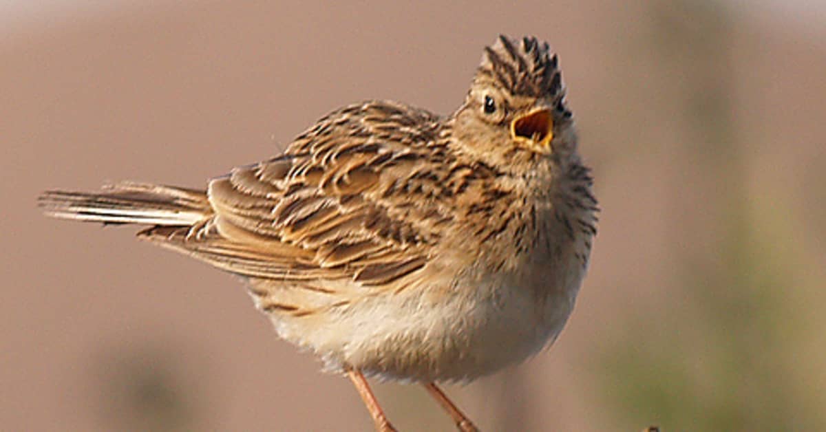 "Kuu kiurusta kesään" - kevään ensimmäinen kiuru nähty Satakunnassa | Yle
