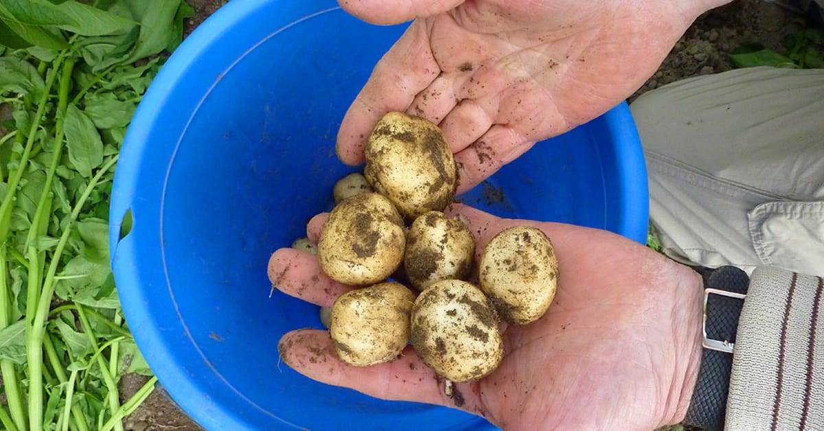 Lapin perunasadosta tulossa hyvä – Varhaisperunat nyt myynnissä | Yle