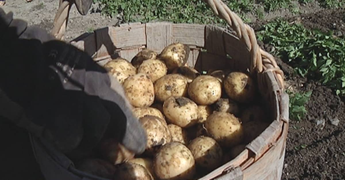 Helle hidastaa potun kasvua | Yle