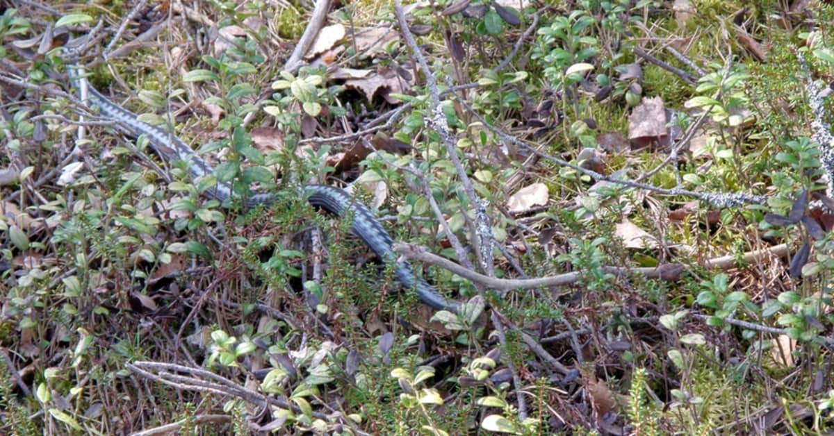 Kommentoi kyykäärmeitä: | Yle