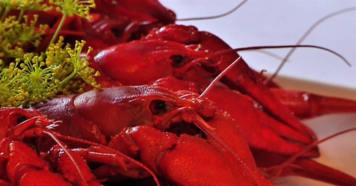 Rapu ei päädy enää ravintolapöytään | Yle