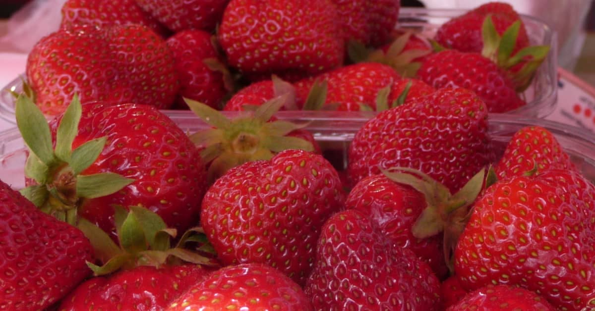 Mansikan pakastus kannattaa aloittaa nyt | Yle