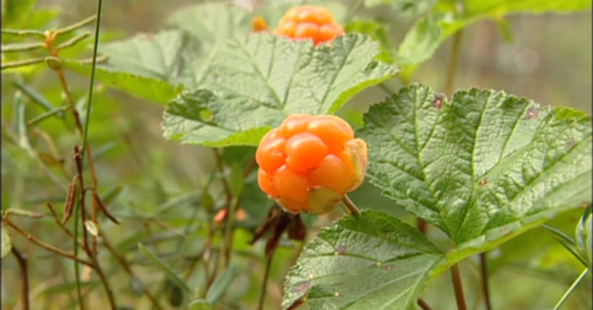 Hillaa vähän tarjolla - poimijahinta ei noussut | Yle