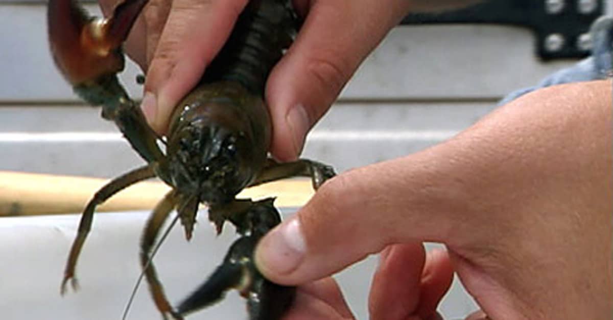 Let the Crayfish Season Begin! | Yle