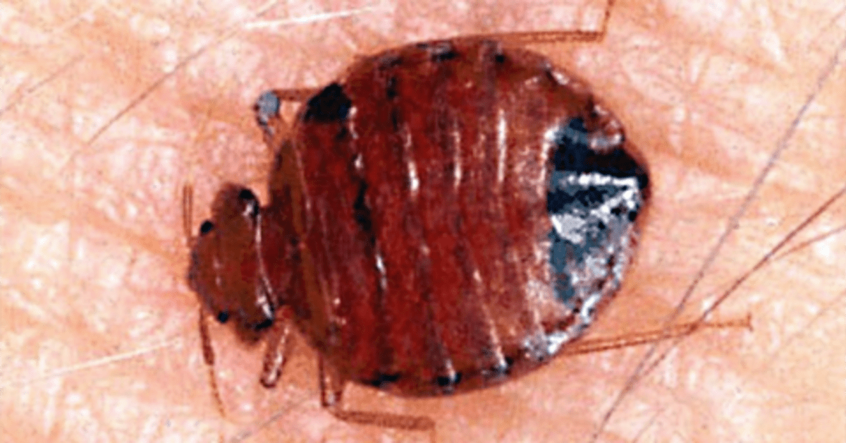 Blood-Sucking Bedbugs are Back | Yle