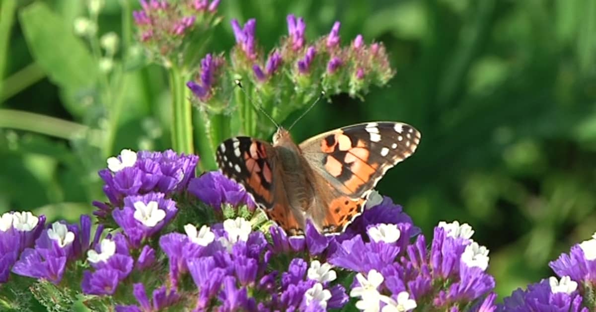 Heinäkuun helteet toivat uutta lajistoa Suomeen | Yle