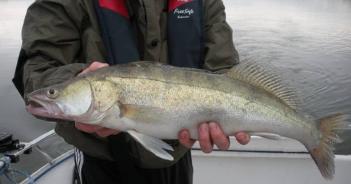 Kalojen elohopeat tutkitaan | Yle