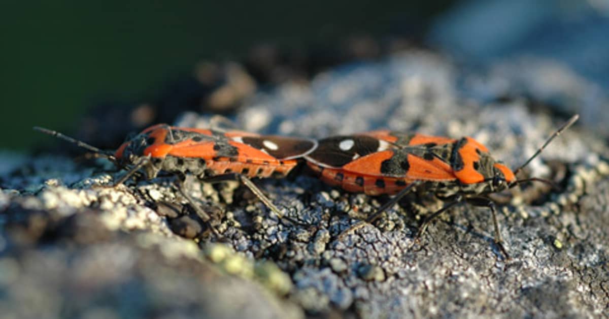 Luteet laitettu kirjoihin ja kansiin | Yle