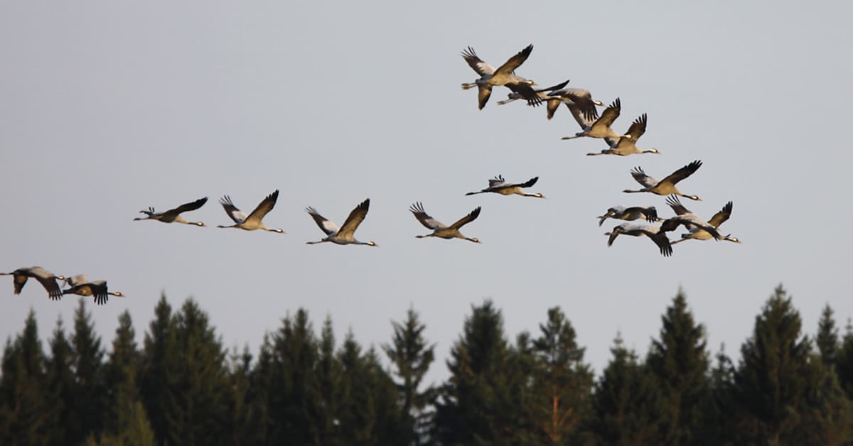 Extra-Large Bird Flocks Head South | Yle
