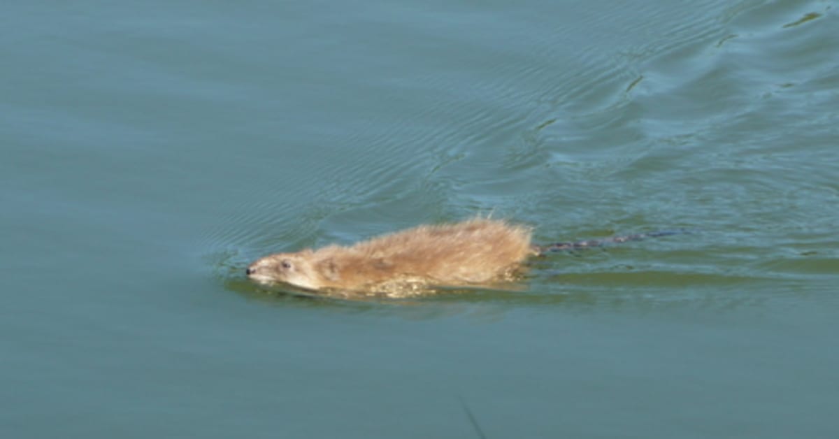 Piisami is back – vähiin metsästetty jyrsijä palaa ruovikoille | Yle