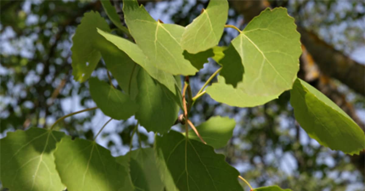 Haapa haltuun kaulaamalla | Yle