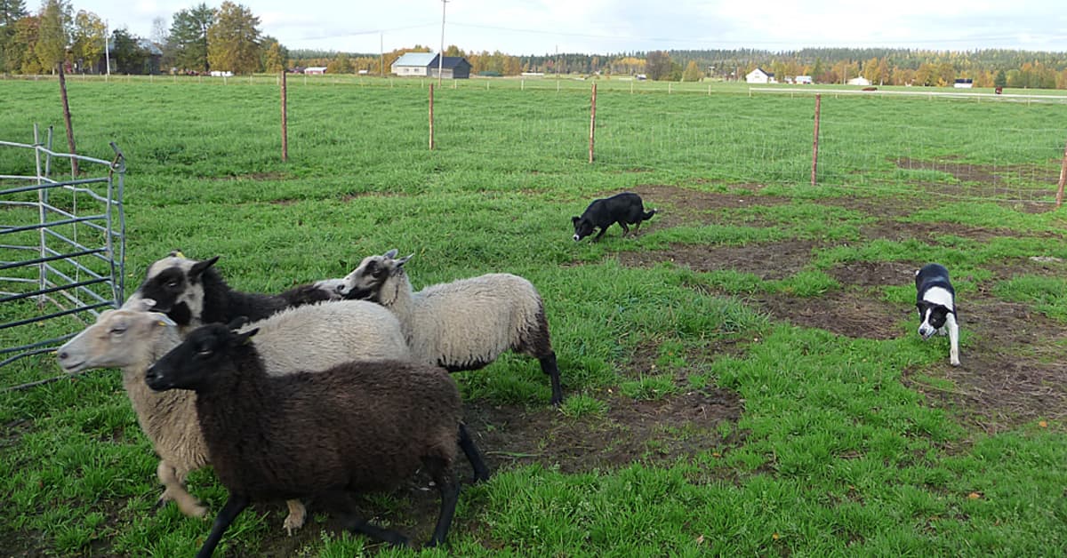 Paimenkoira on lampurin verraton apulainen | Yle