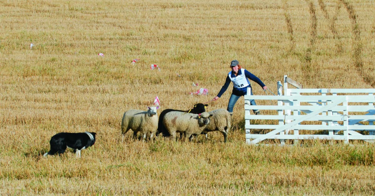 Paimenkoirat kisaavat Suomen mestaruuksista | Yle