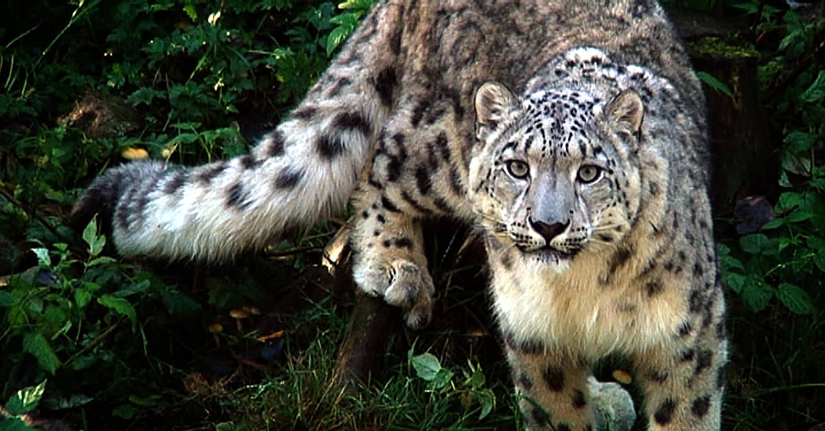 Ähtärin lumileopardi Milla muuttaa Sveitsiin | Yle