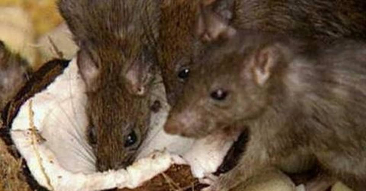 Rotta etsiytyy kodin lämpöön | Yle